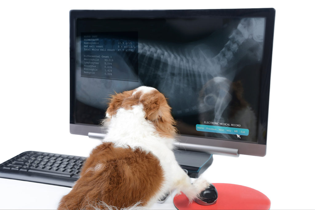Technological Advancements in Veterinary Medicine | South Reno Vet