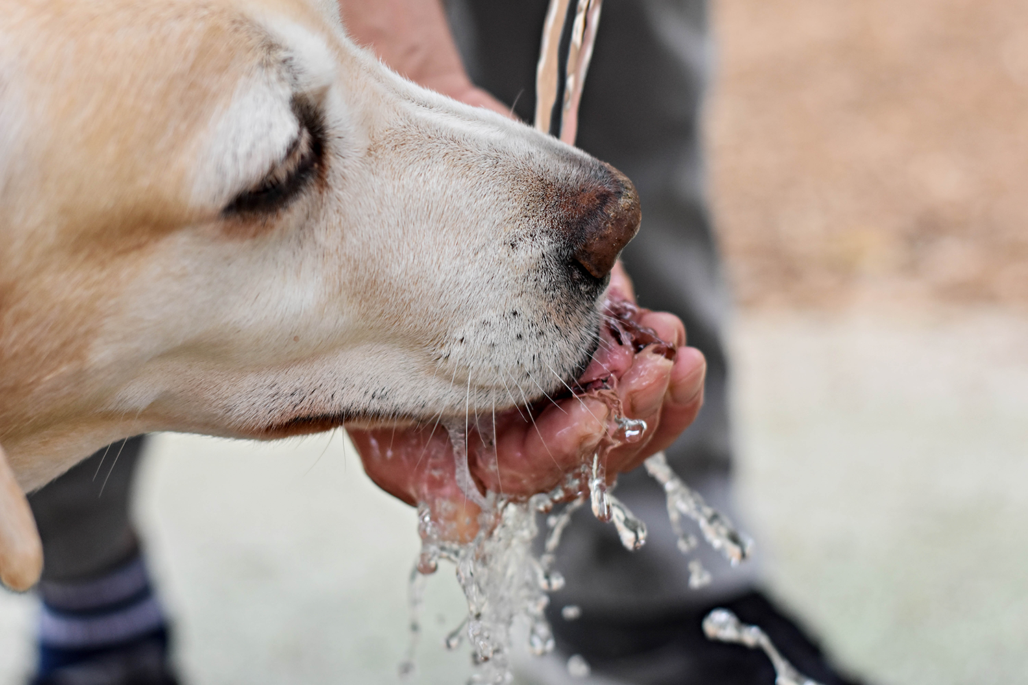 Diabetes | South Reno Vet